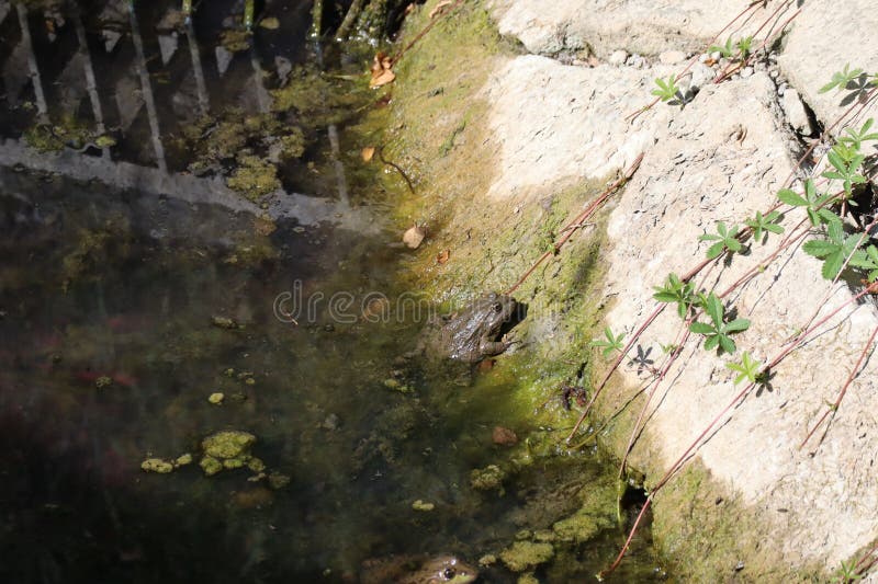 Frogs in the Stormwater Drain Stock Photo - Image of slope, frogs ...