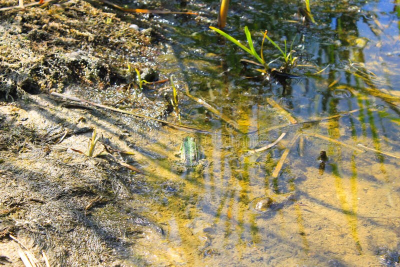 Frogs in the swamp stock image. Image of bullfrog, nature - 144427711