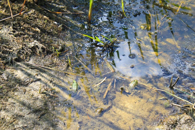 Frogs in swamp stock photo. Image of common, frogs, river - 238890880