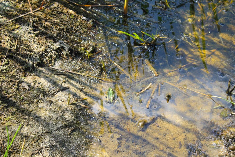 Frogs in the swamp stock image. Image of amphibian, rana - 276451829
