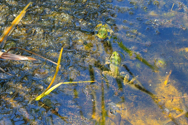 Frogs in the swamp stock photo. Image of fauna, float - 97832916