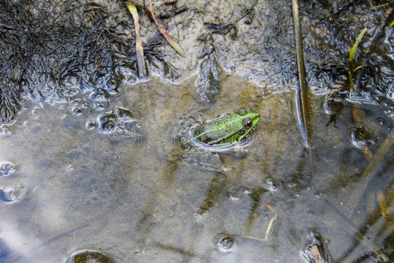 Frogs in the swamp stock image. Image of bullfrog, amphibian - 76690551