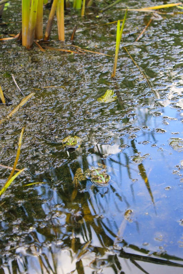 Frogs in the swamp stock photo. Image of animal, fauna - 85332976