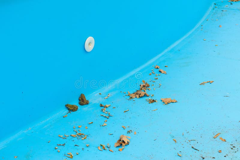 Frogs in swimming pool stock photo. Image of pool, maintenance - 78857192