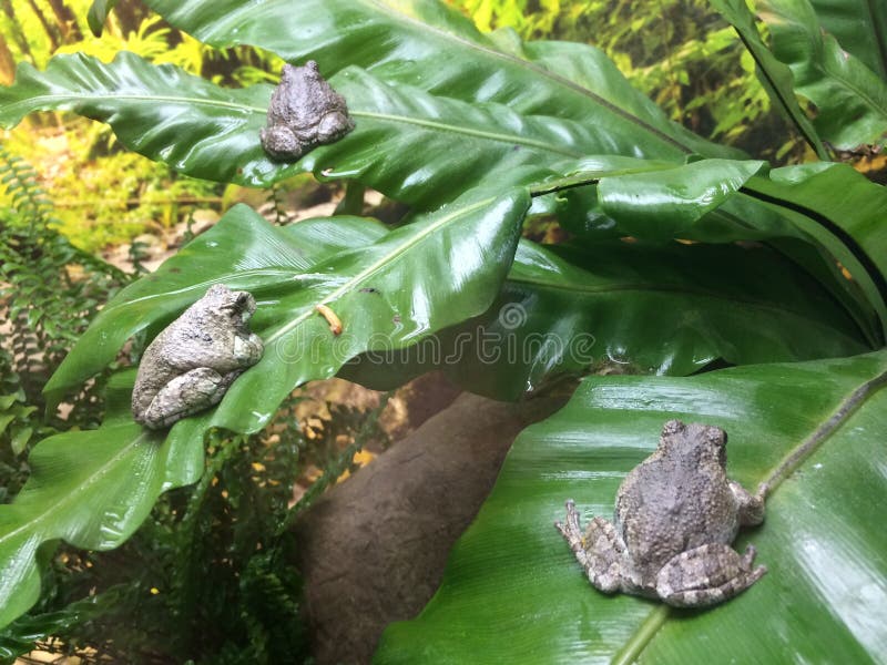 Frogs on green leaves stock image. Image of macro, three - 49922065