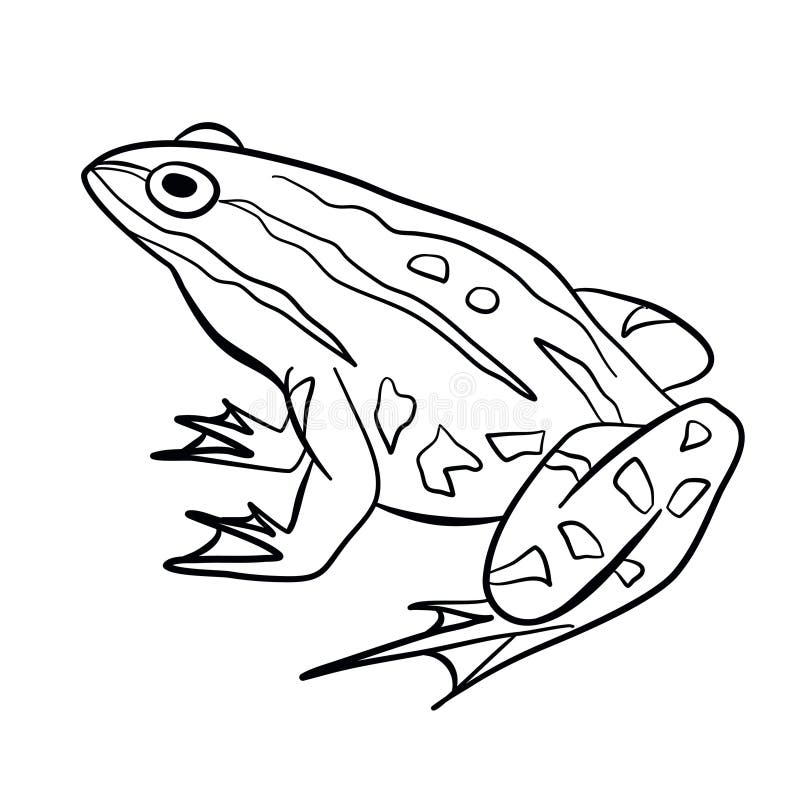 Frog Outline Cartoon Colored Amphibians Animal Illustration for ...