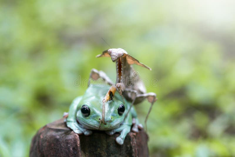 Frogs, Tree Frogs and Mantis on Wood Stock Photo - Image of close, dark ...