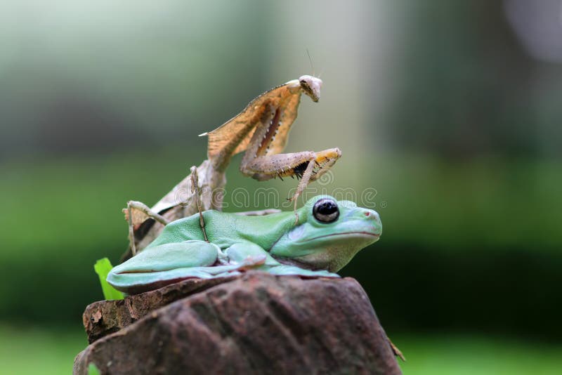 Frogs, Tree Frogs and Mantis on Wood Stock Photo - Image of frogs ...