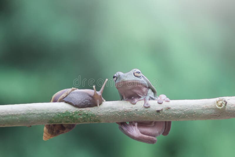 Frogs, Tree Frogs and Mantis on Wood Stock Image - Image of bokeh ...