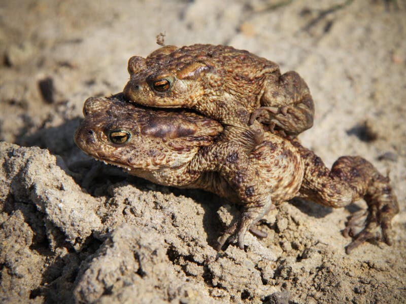 Frogs stock photo. Image of objects, earthen, pimply - 68499448