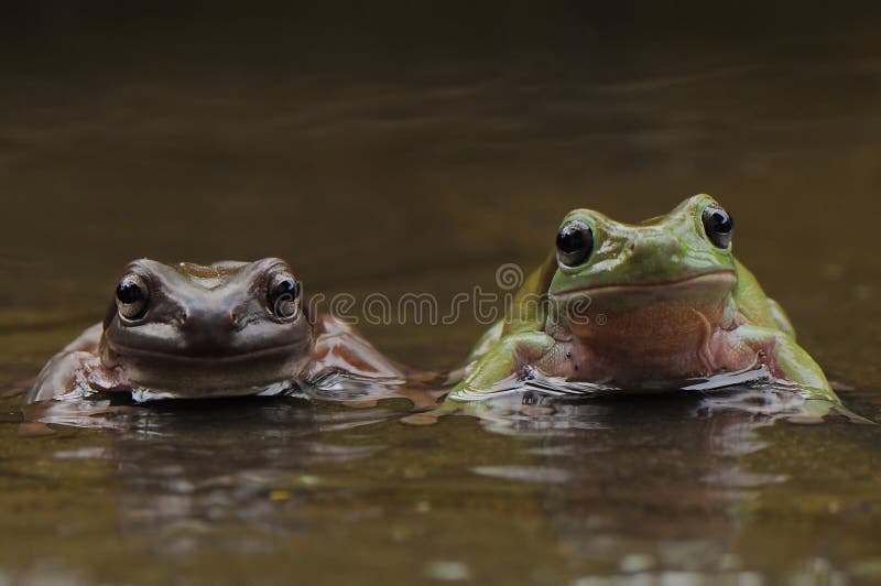 Two Frogs stock image. Image of background, funny, animals - 87896033