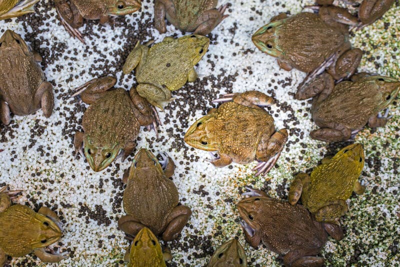 Frogs Wait To Catch Insects Stock Image - Image of amphibian, breeding ...