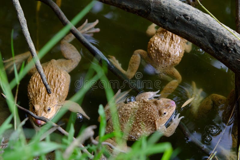 The frogs stock image. Image of like, food, waiting, frogs - 81953769