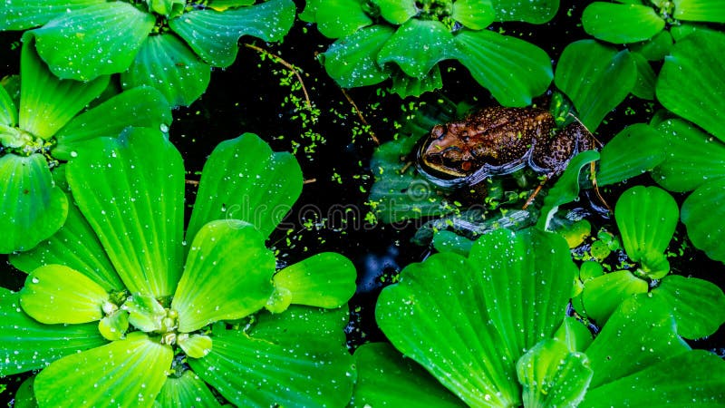 Frogs in Water and Surrounded by Aquatic Plants Stock Photo - Image of ...