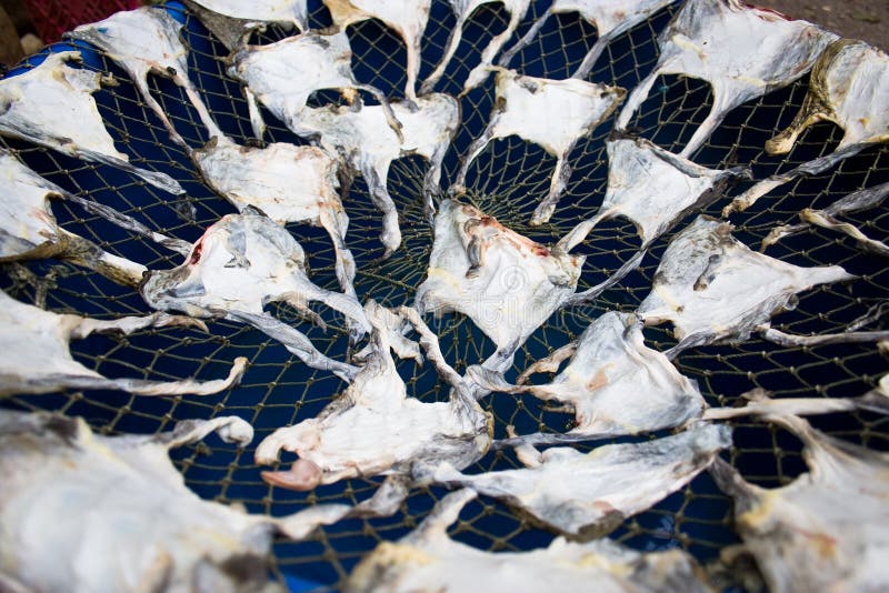 Frogskin stock image. Image of death, animal, skin, frog - 14336573