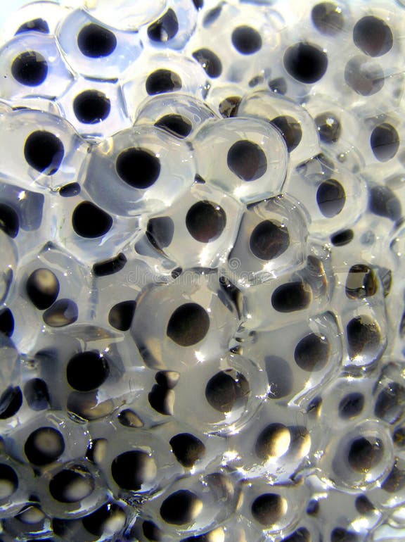 Frogspawn stock photo. Image of eggs, sperm, nature, amphibian - 1168256