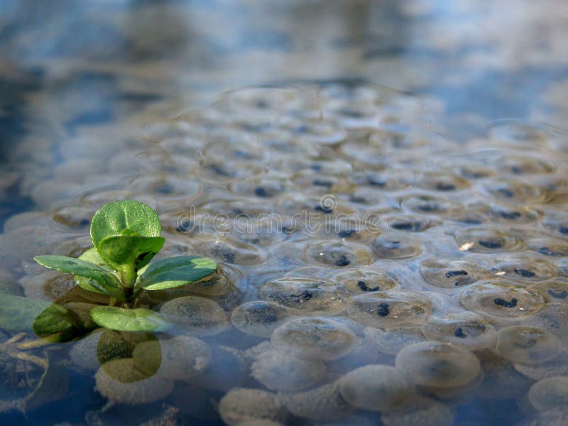 786 Frogspawn Stock Photos - Free & Royalty-Free Stock Photos from ...