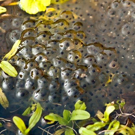 Frogspawn stock image. Image of jelly, garden, close - 28044137