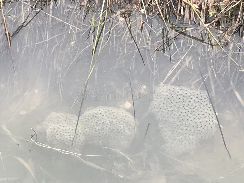 Frogspawn in a bond stock image. Image of bond, pond - 157110937
