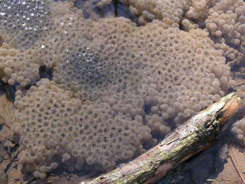 786 Frogspawn Stock Photos - Free & Royalty-Free Stock Photos from ...