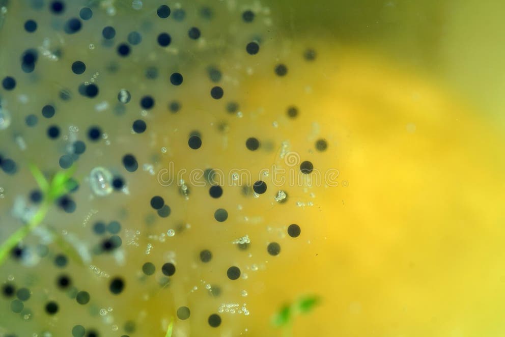 Frog Spawn in a Garden Pond Stock Image - Image of garden, yellow ...