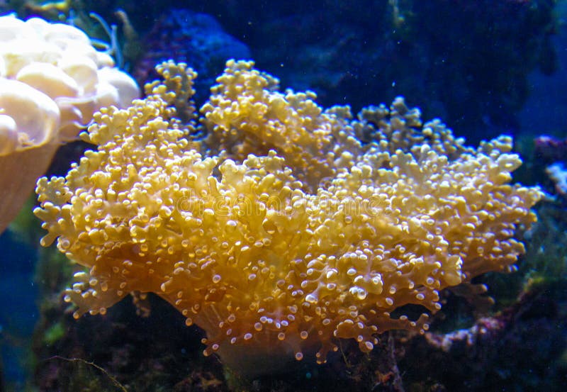 Frogspawn, Euphyllia Divisa, Euphyllidae, Indo-pacific Ocean Stock ...