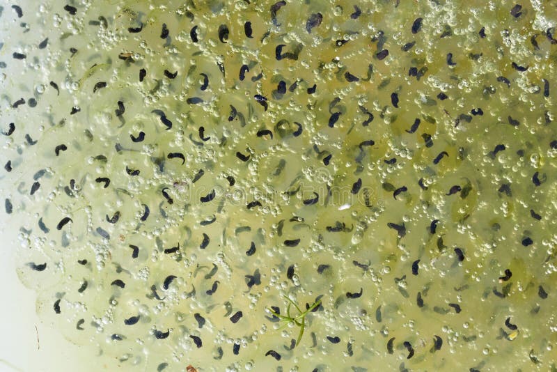 Frog Spawn - Showing Development of Tadpoles Stock Photo - Image of ...