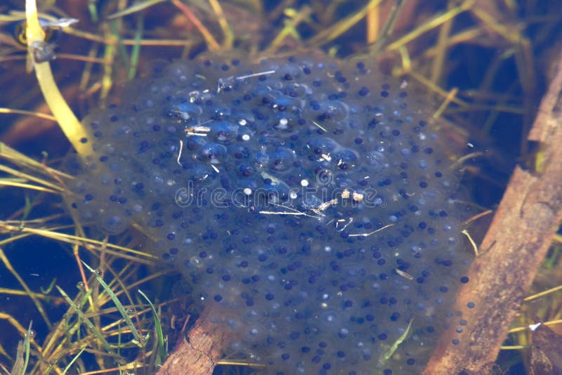Frogspawn stock image. Image of pond, mating, spring - 54040311