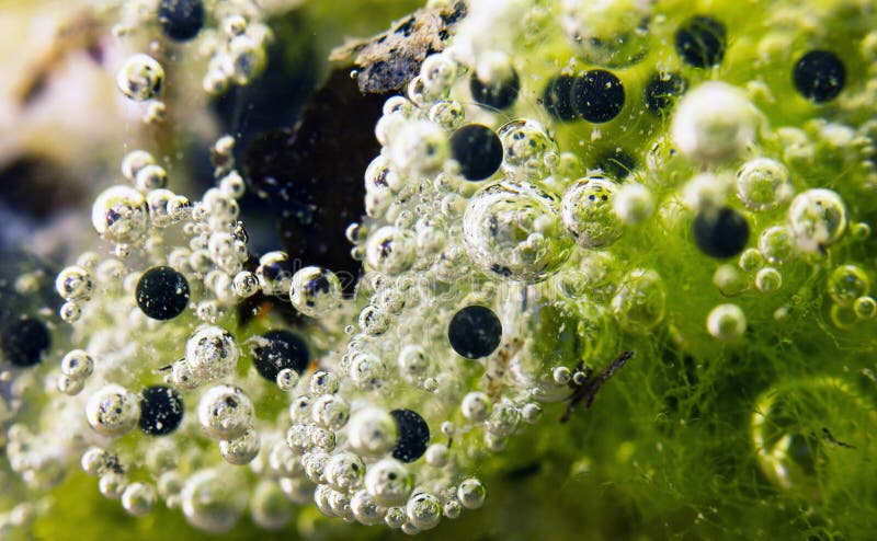 Frogspawn stock image. Image of jelly, garden, close - 28044137