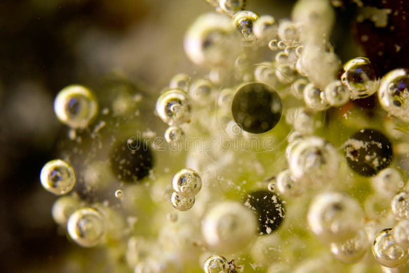 Frogspawn stock image. Image of hatch, fertile, pond - 66290757