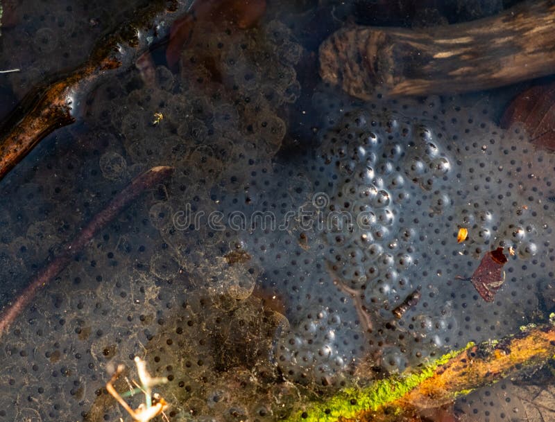 Frogspawn in a Natural Pond with Reflections Stock Image - Image of ...