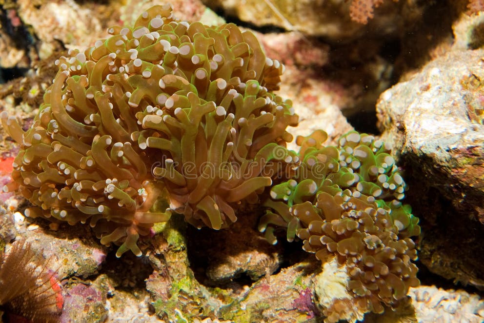 Frogspawn Polyp stock image. Image of aquarium, honey - 11800085