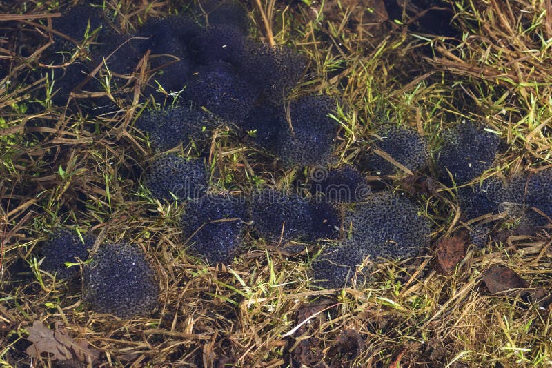 Frogspawn stock image. Image of amphibians, nature, wild - 39431447