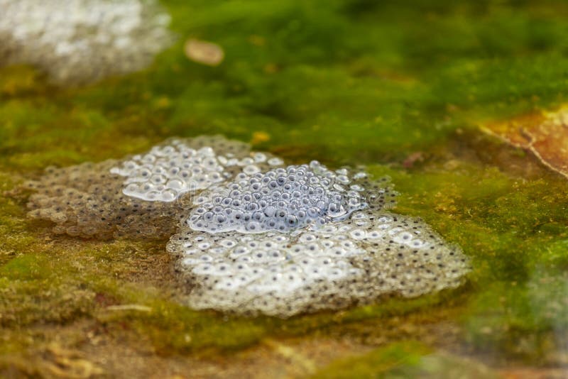 Frogspawn on the Surface of Pond Stock Photo - Image of wild, green ...