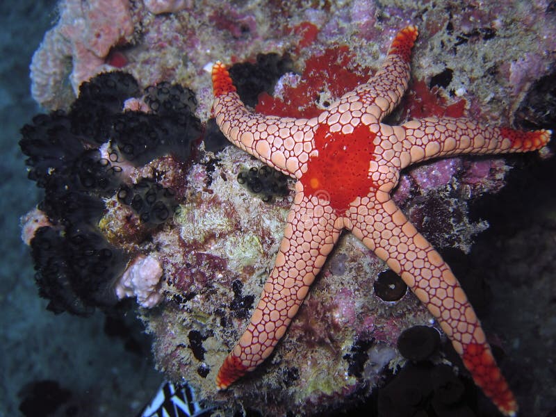 Fromia monilis stock image. Image of crawl, marine, reef - 219833