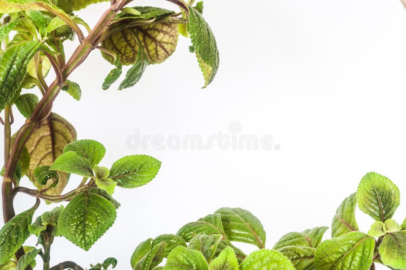 Frond stock photo. Image of petal, vein, plants, branch - 60071464