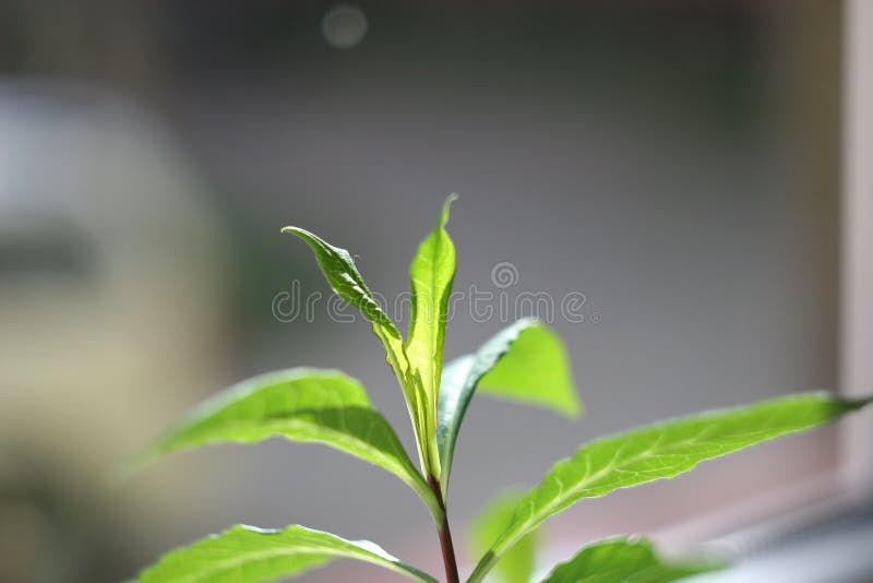 Frond stock image. Image of nature, plant, gardens, blossom - 72115847