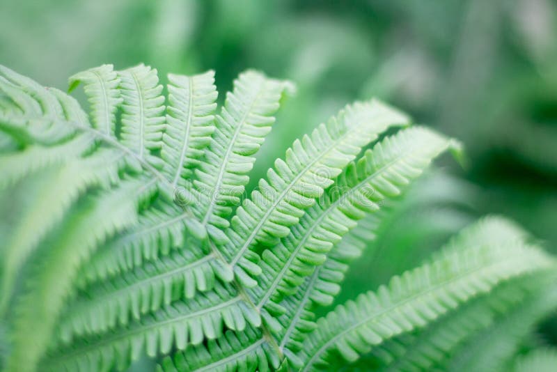 Frond Grown Alone in the Forest Stock Image - Image of bell, yellow ...