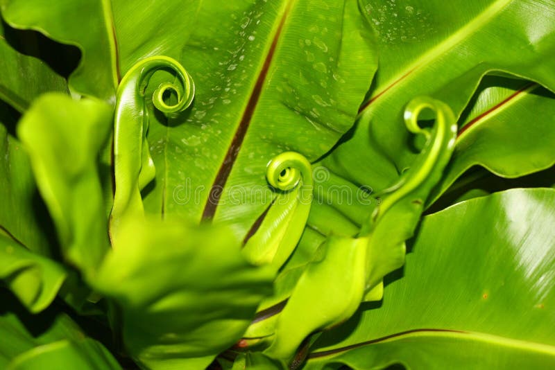 Dok Rak stock photo. Image of thai, thaiflowers, whiteflower - 96960280