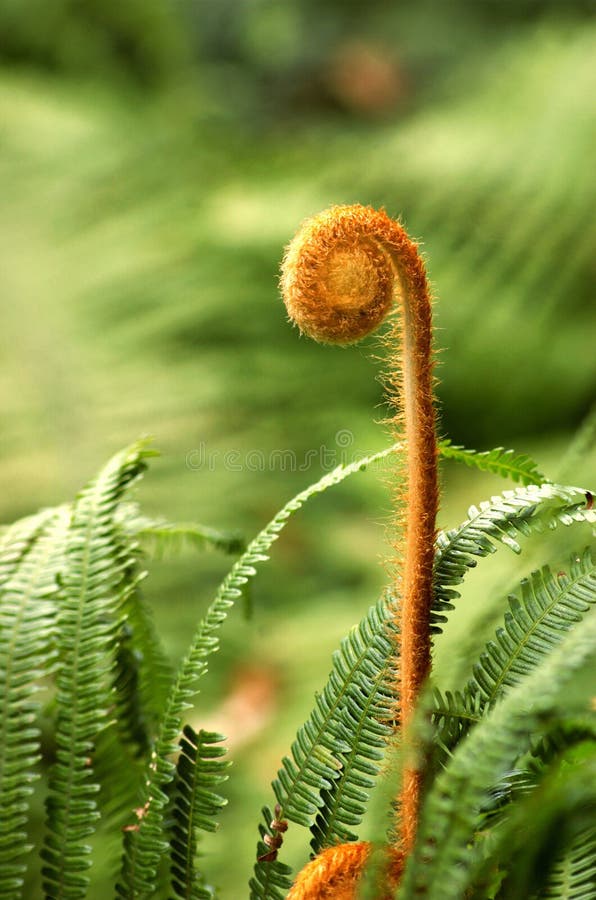 Fern Frond foto de archivo. Imagen de verde, bosque, cubo - 57599944