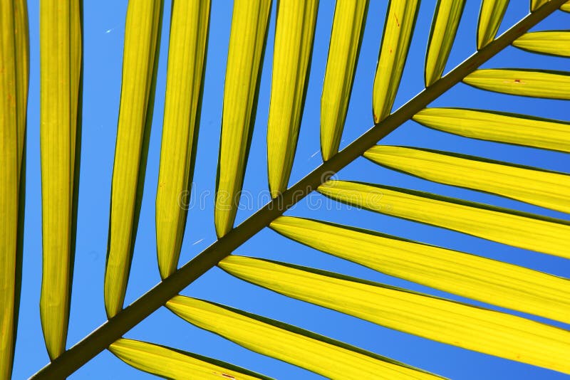 Fronda da palma foto de stock. Imagem de folha, tropical - 20197918