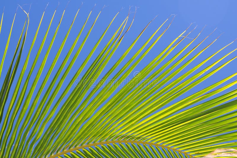 Fronda da palma foto de stock. Imagem de palma, ventilador - 30536376