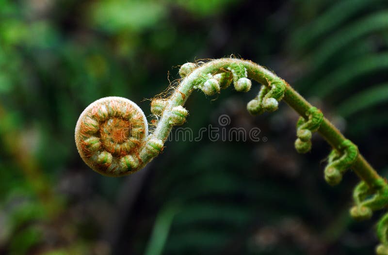 Felce arrotolata immagine stock. Immagine di spore, spirale - 3808809