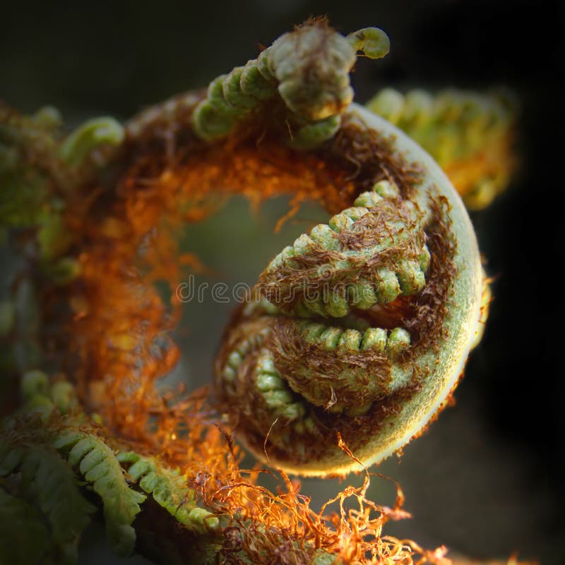 Fronda della felce immagine stock. Immagine di crescere - 169897