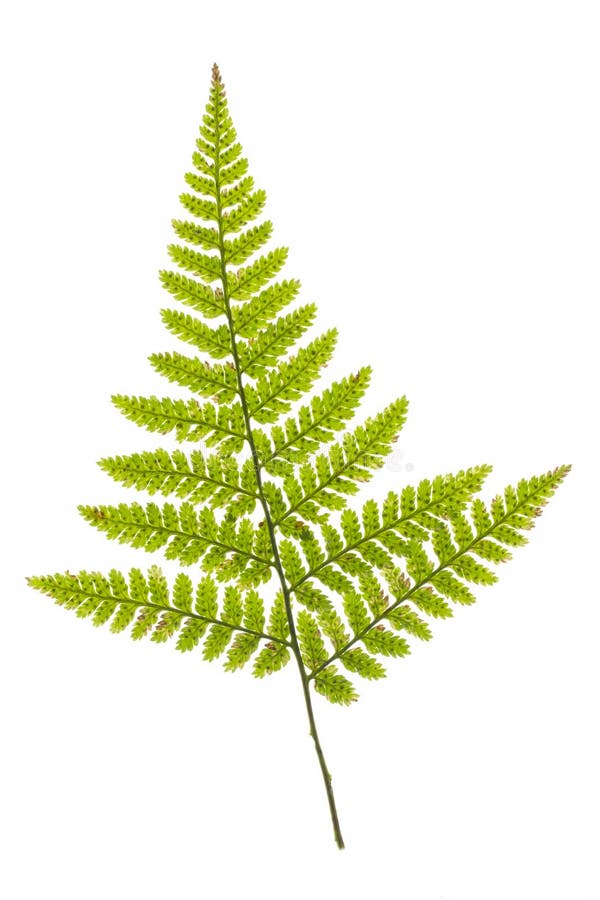 Fronda della felce immagine stock. Immagine di foglio - 21855925