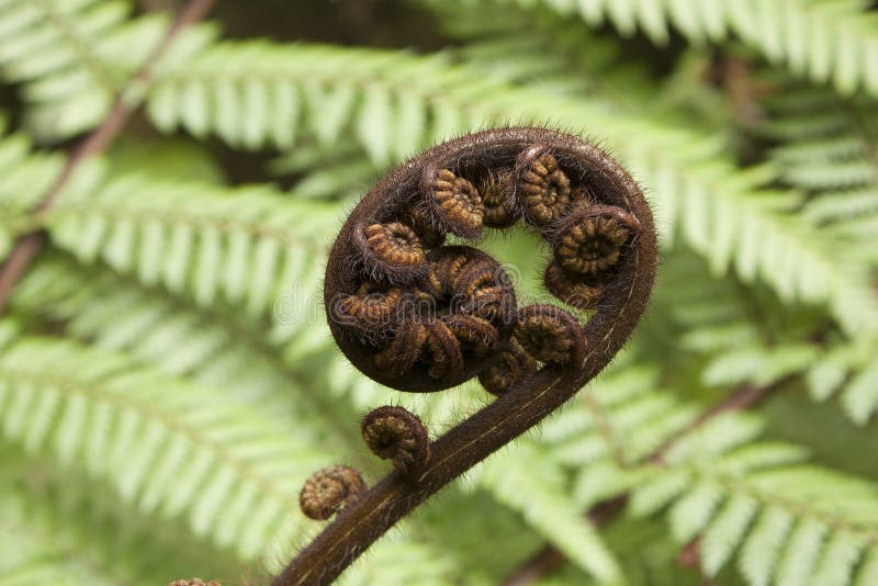 Simbolo Della Felce Di Albero Di Koru Della Nuova Zelanda Fotografia ...
