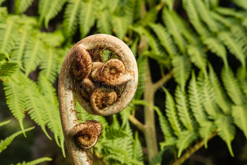 Fronde di felce argentata immagine stock. Immagine di pianta - 70422623