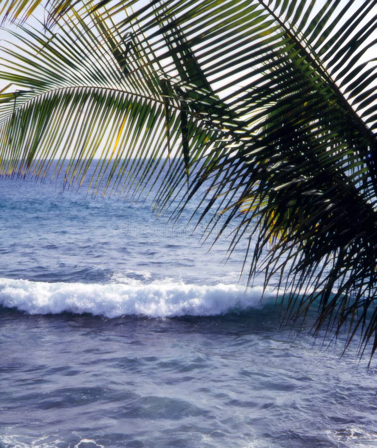 Folhas de Palmeira & Ondas imagem de stock. Imagem de palma - 437717