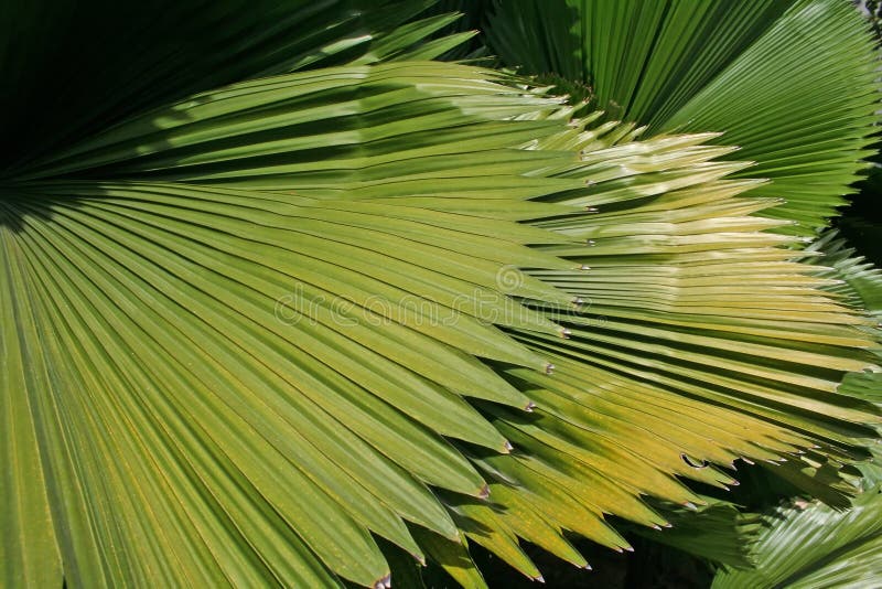 Frondas de la palma foto de archivo. Imagen de diagonal - 2926358