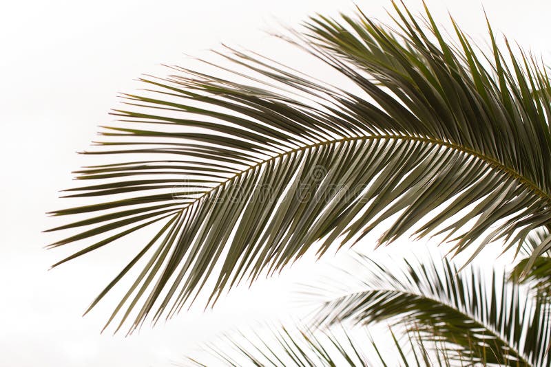 Frondas de la palma imagen de archivo. Imagen de flora - 53021561